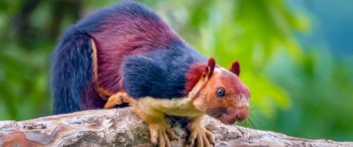 Ardilla multicolor: existe y han logrado fotografiar a esta hermosa especie