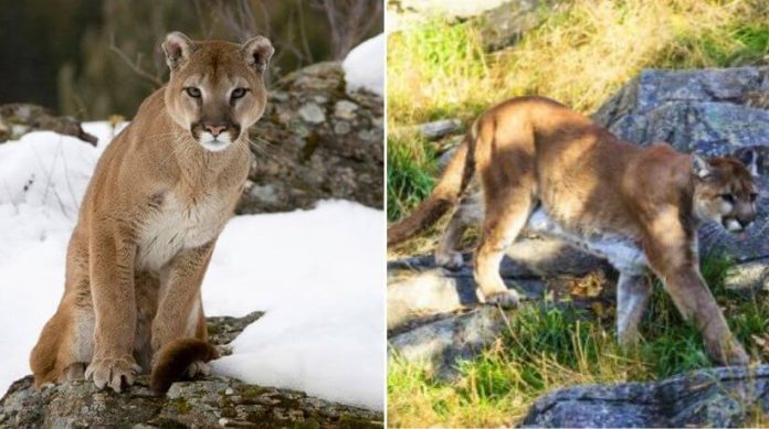 El puma oriental de Norteamérica es declarado extinto, 80 años después ...