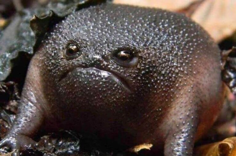 La rana africana: sorprende su extraño parecido a un aguacate y sus ...