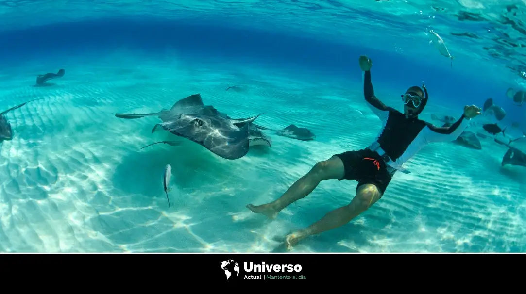 ¿Qué pasa y qué debes hacer si te pica una mantarraya? | Universo Actual