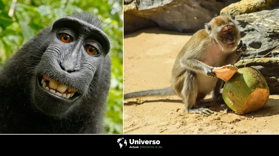 El 'Mono Borracho': un vínculo evolutivo entre primates y humanos ...