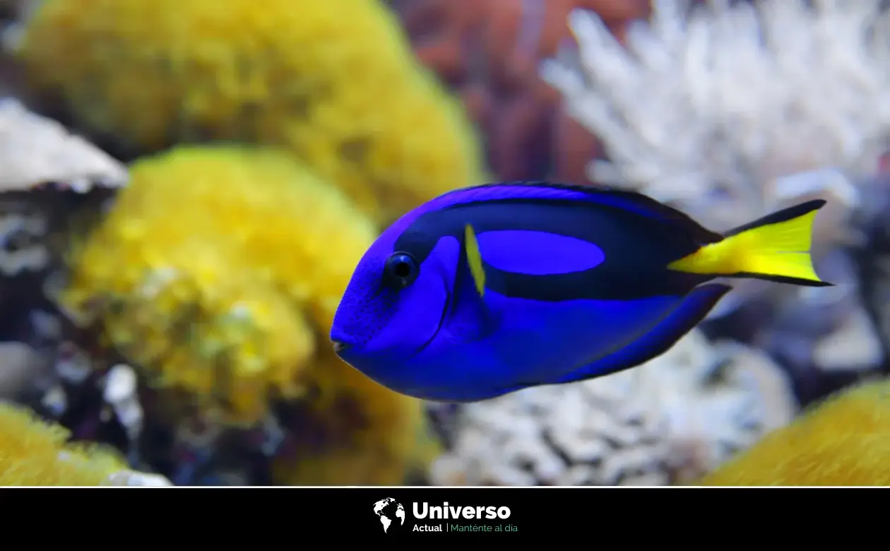 ¿Qué tipo de pez es Dory de la película 'Buscando a Nemo'? | Universo ...