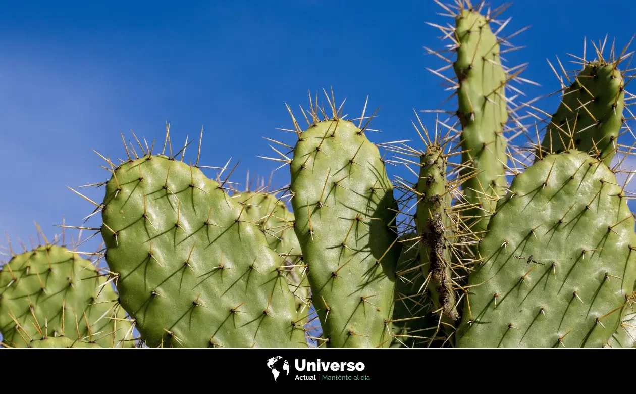 Raíz de nopal: porqué debes comerla y cuales son sus beneficios ...