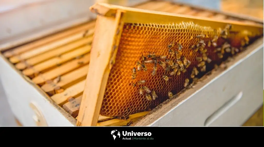 ¿Cómo las abejas hacen jalea real y qué beneficios tiene? | Universo Actual