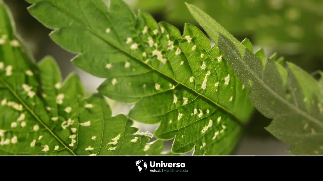 Ácaros en plantas: ¿Qué son y cómo eliminarlos? | Universo Actual