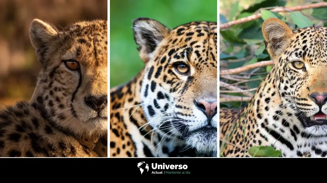 Cómo identificar las diferencias entre guepardo, jaguar y leopardo ...