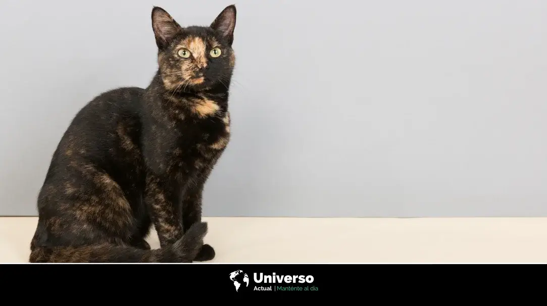 Las leyendas de las gatitas carey y su origen celestial | Universo Actual