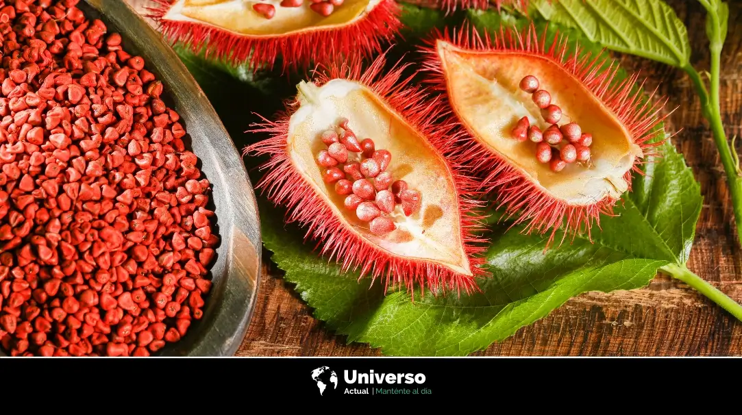 ¿Qué contiene el achiote y cuáles son sus propiedades? | Universo Actual