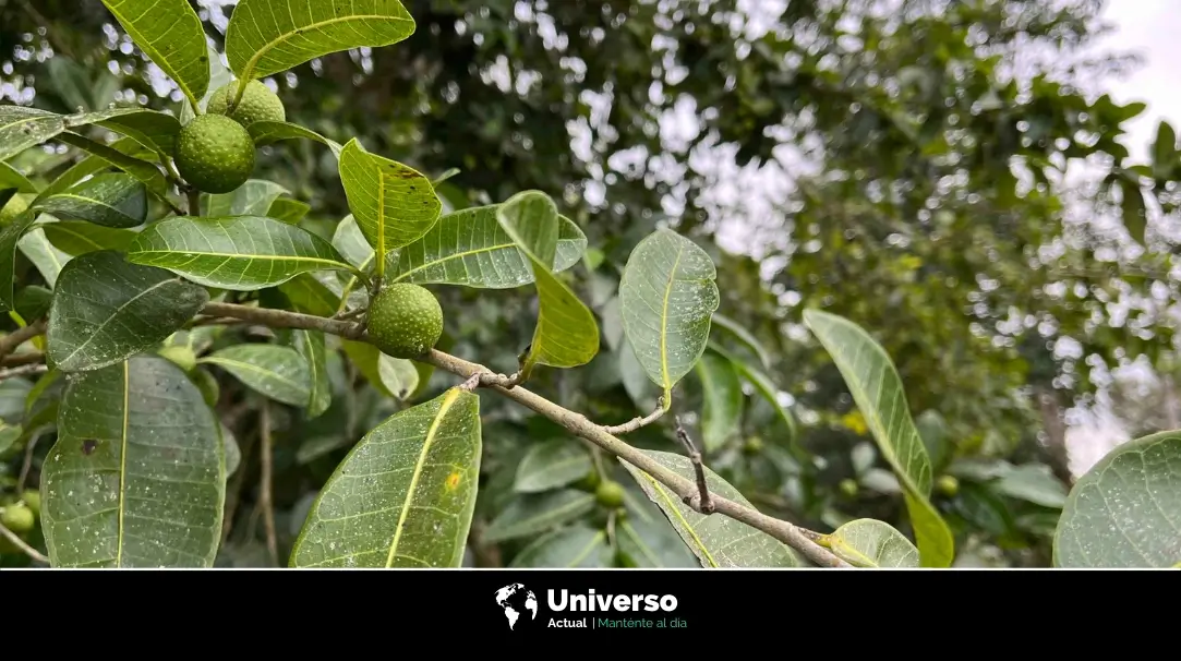 ¿Qué es el capomo y qué beneficios tiene para salud? | Universo Actual