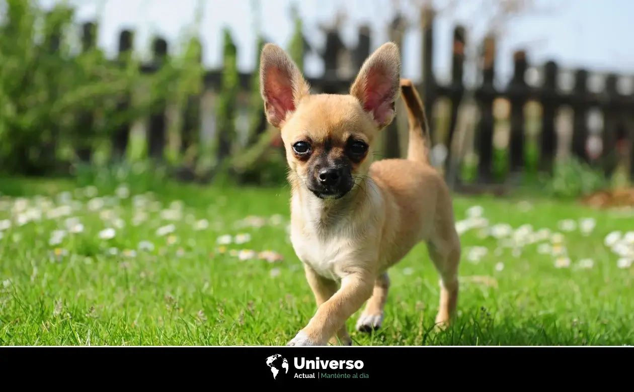 Descubre al curioso Techichi, una raza de perro ancestral | Universo Actual