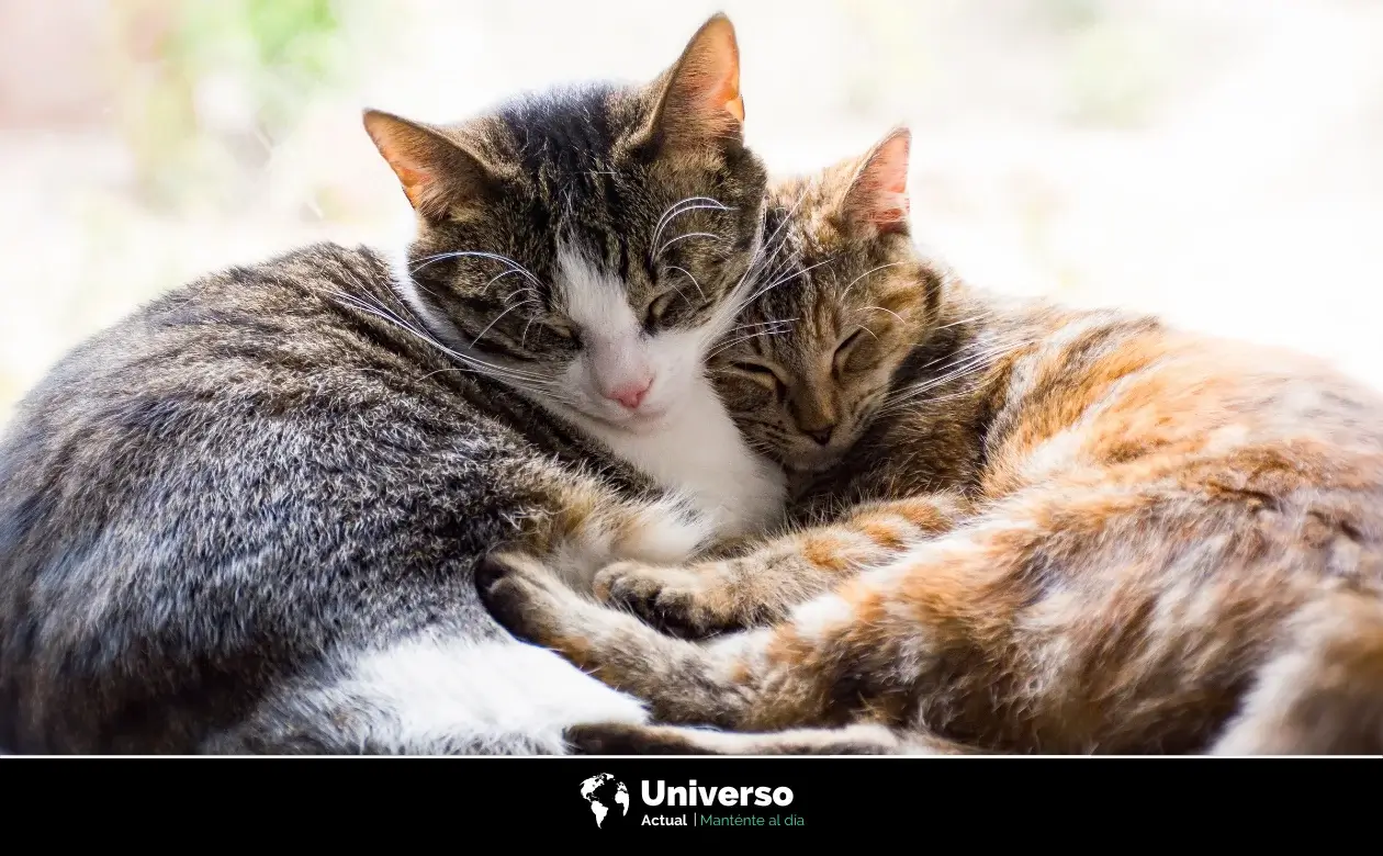 El significado de porqué se le dice 'michi' a los gatos | Universo Actual