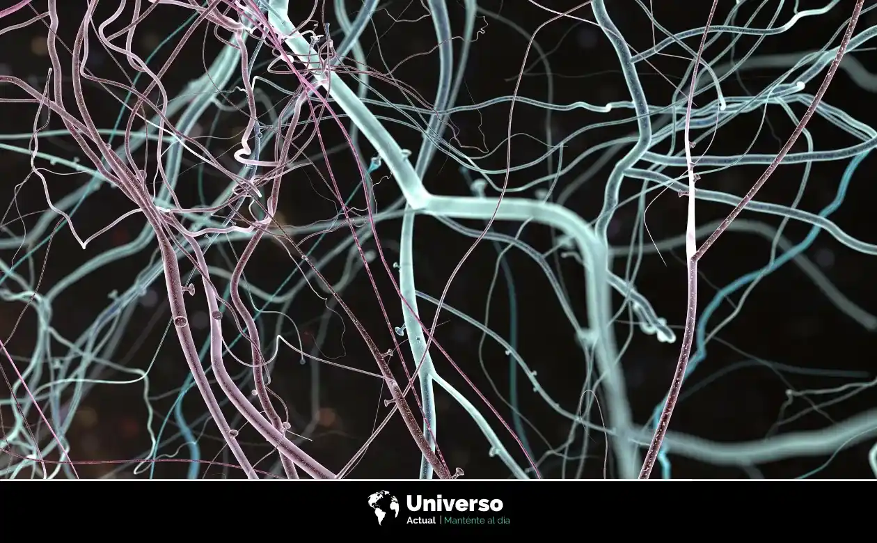 ¿Qué es una neuroprótesis? Guía completa y usos | Universo Actual